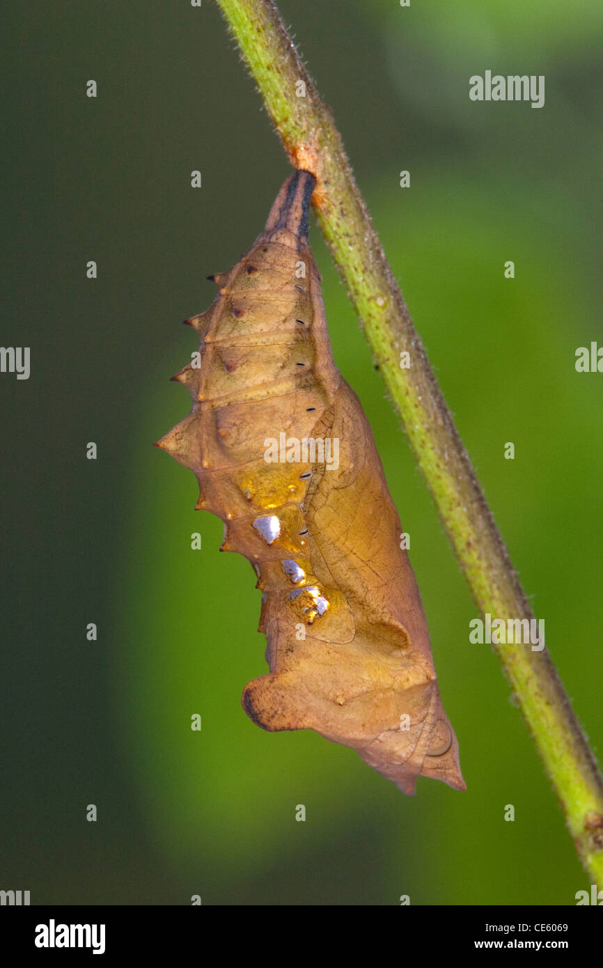 Question Mark Butterfly Chrysalis