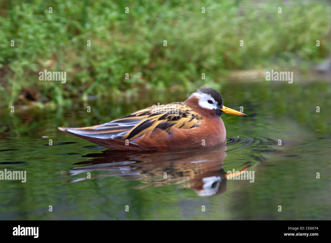 Red Phalarope Phalaropus fulicaria Monterey, California, United States ...