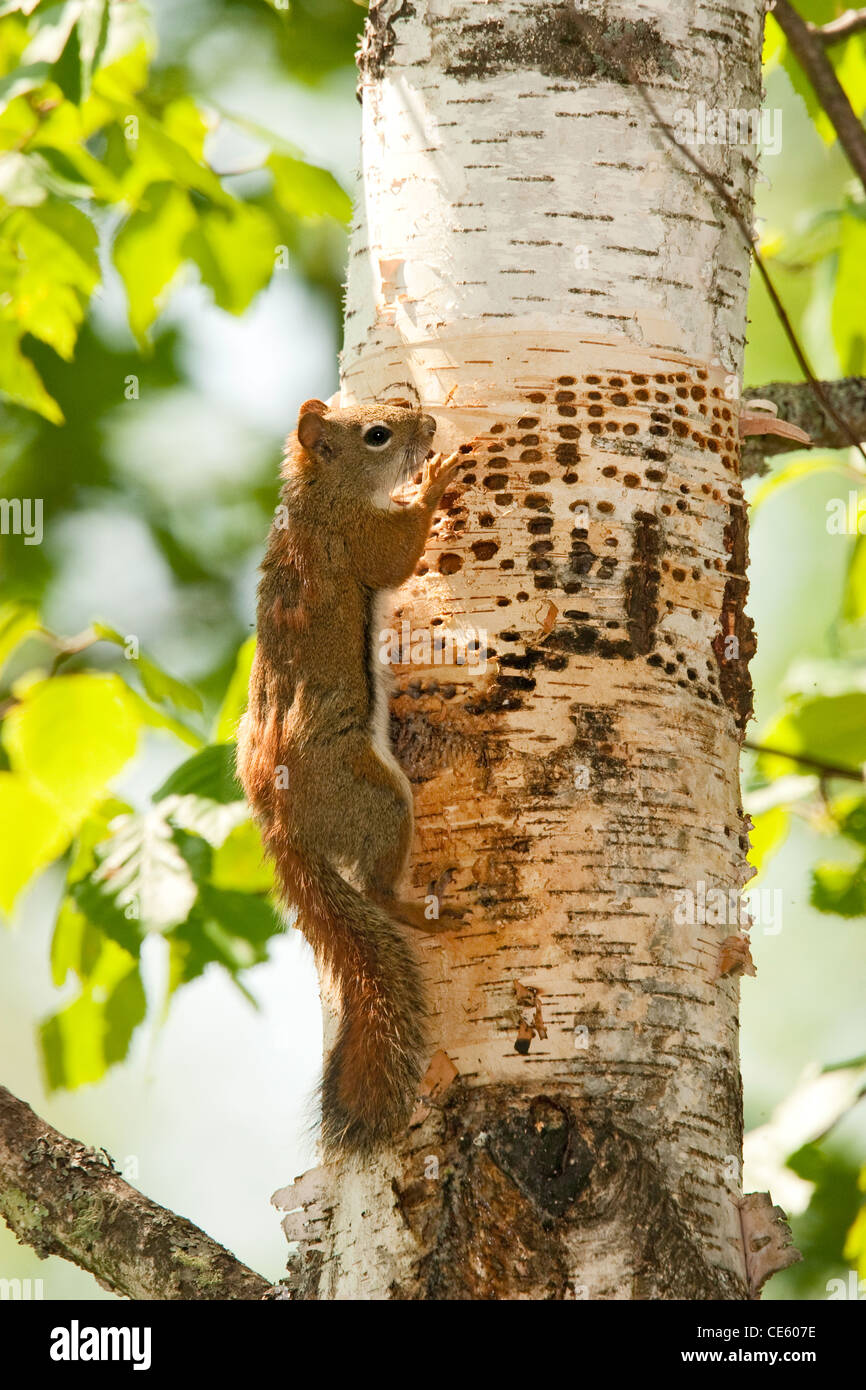 Red Squirrel Tamiasciurus hudsonicus Savannah Portage State Park ...