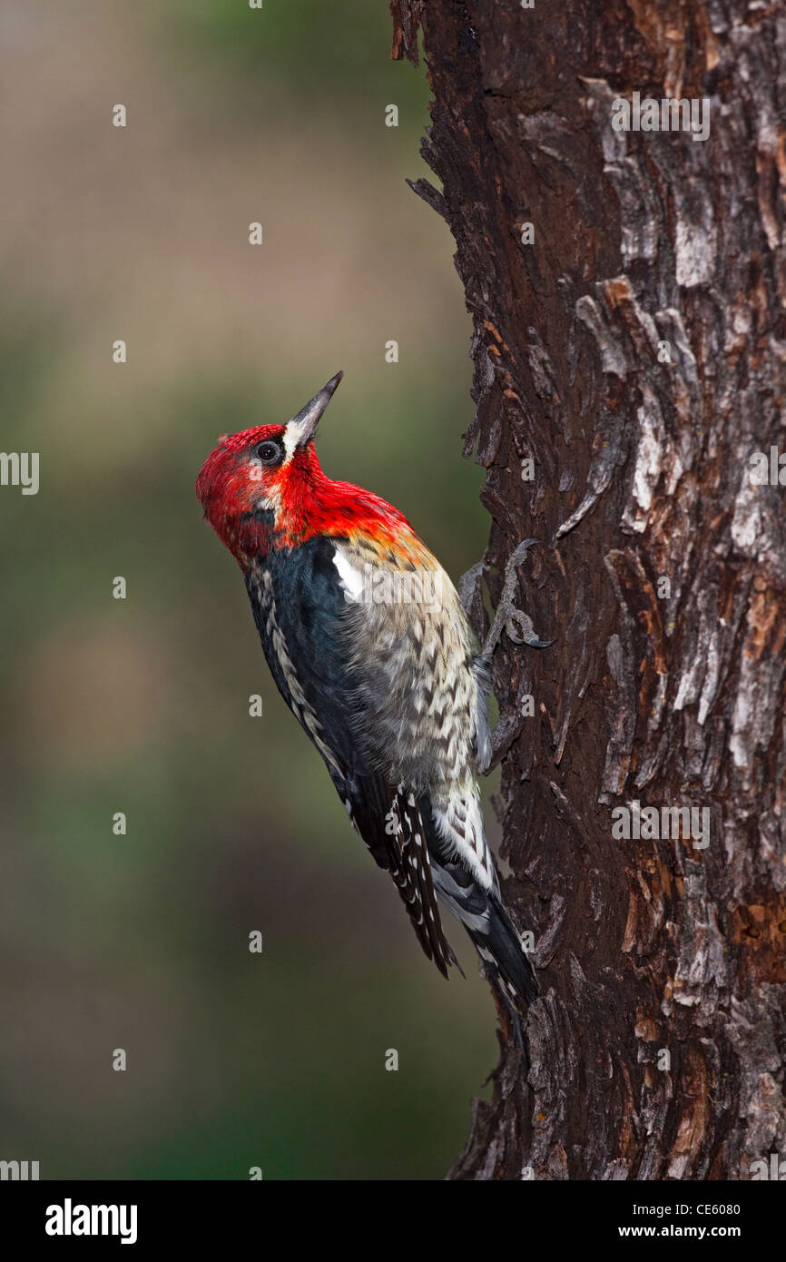 Red-breasted Sapsucker Sphyrapicus ruber ruber Madera Canyon, Arizona ...