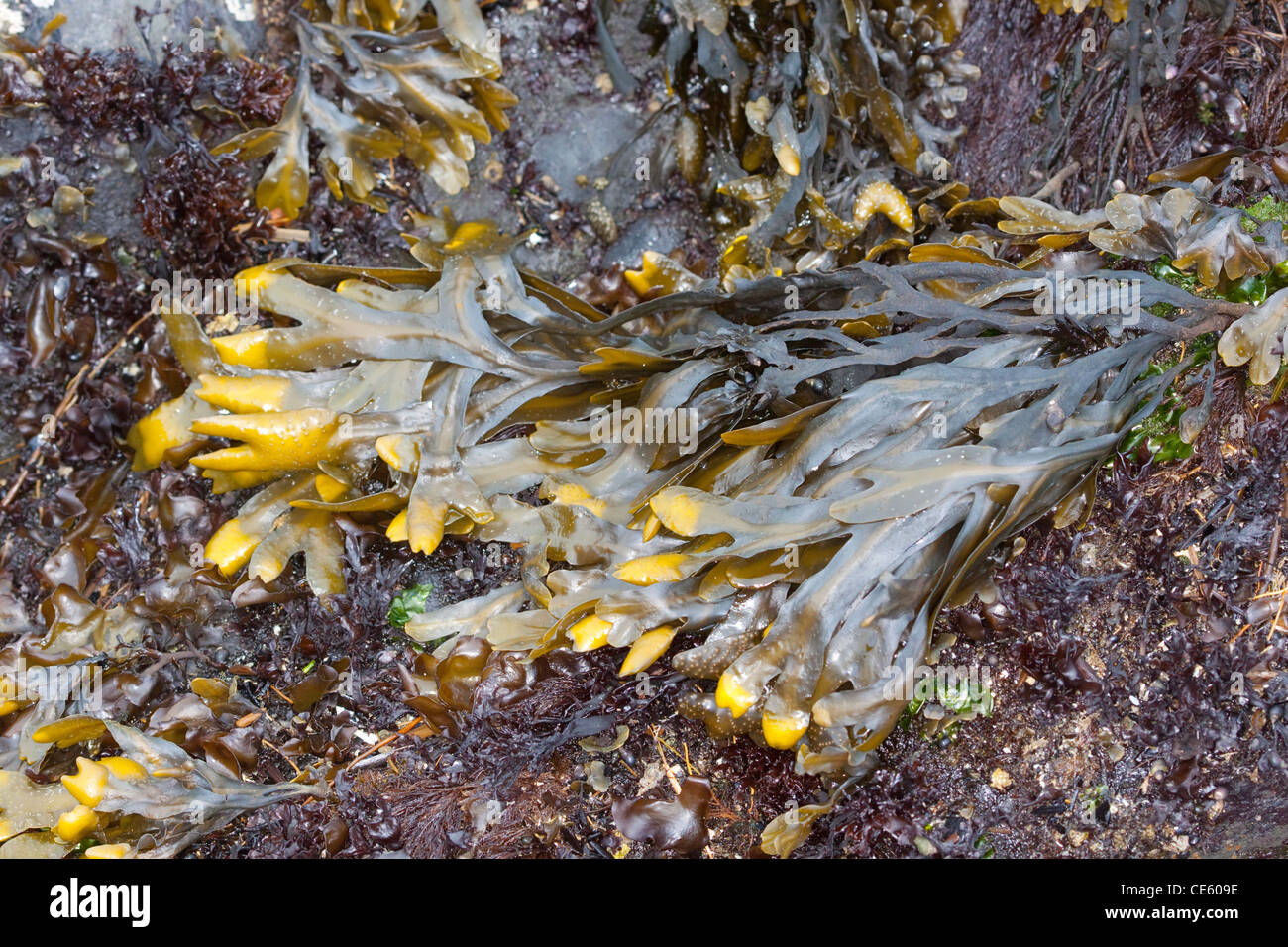Rockweed Fucus vesiculosus Newport, Oregon, United States 28 April ...