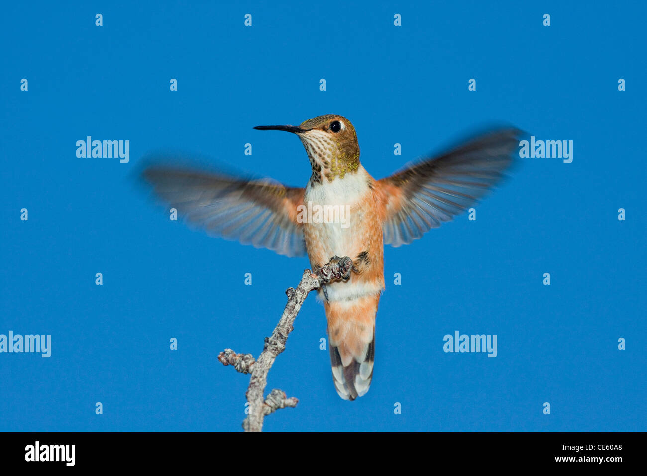 Rufous Hummingbird Selasphorus rufus Tucson, Pima County, Arizona ...