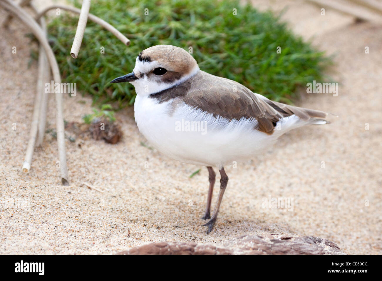Snowy Plover Charadrius nivosus Monterey Bay Aquarium, California ...