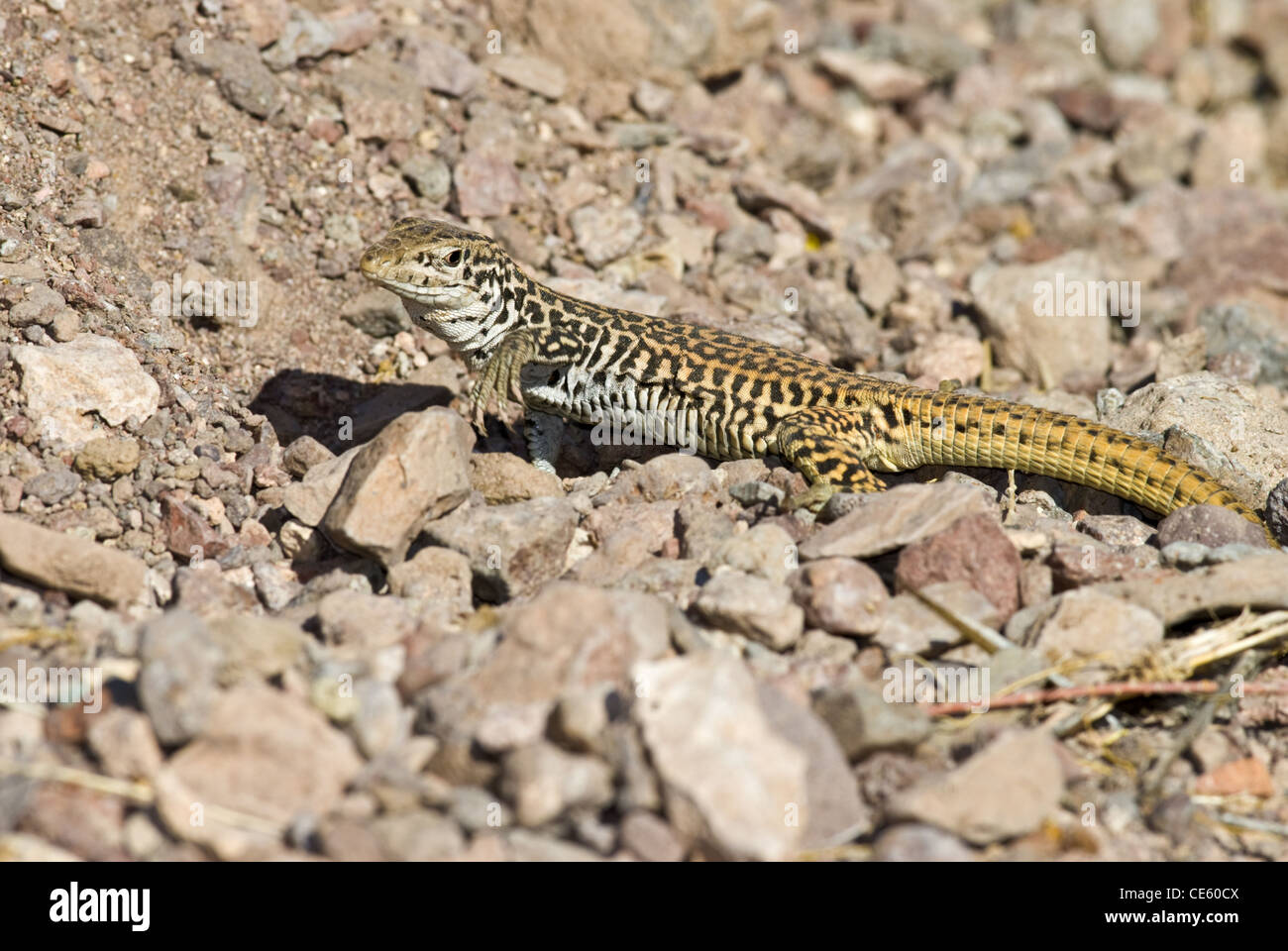 Common Checkered Whiptail, (Aspidoscekis tesselata), San Lorenzo Canyon ...