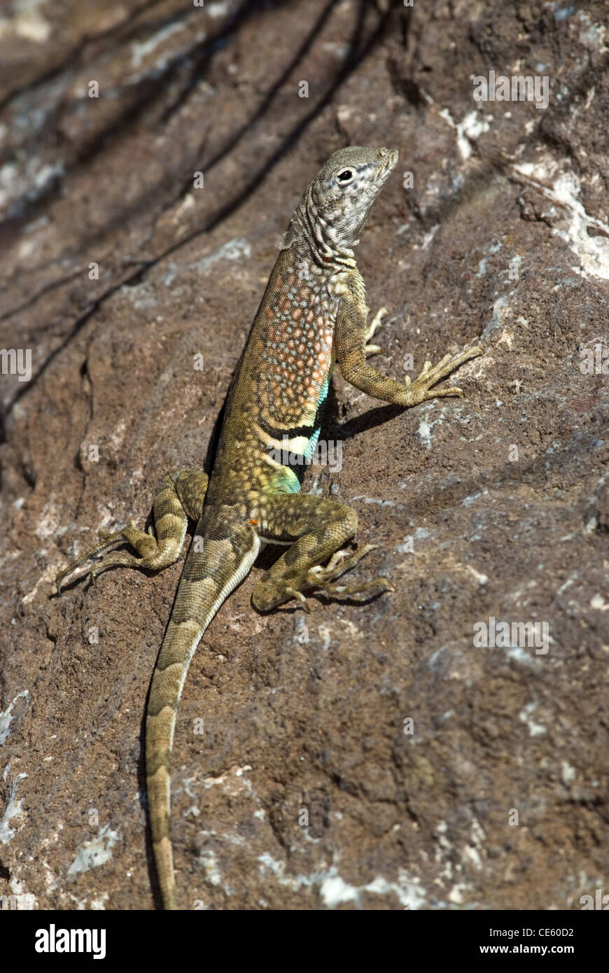 Cophosaurus texanus texanus hi-res stock photography and images - Alamy