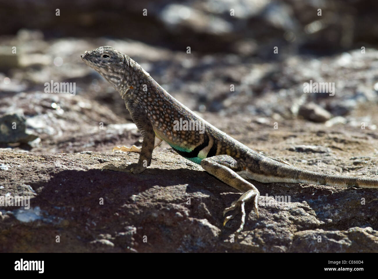 Cophosaurus texanus texanus hi-res stock photography and images - Alamy