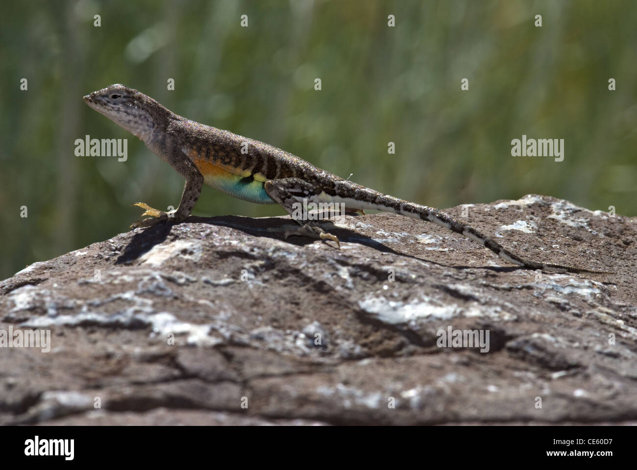 Cophosaurus texanus texanus hi-res stock photography and images - Alamy