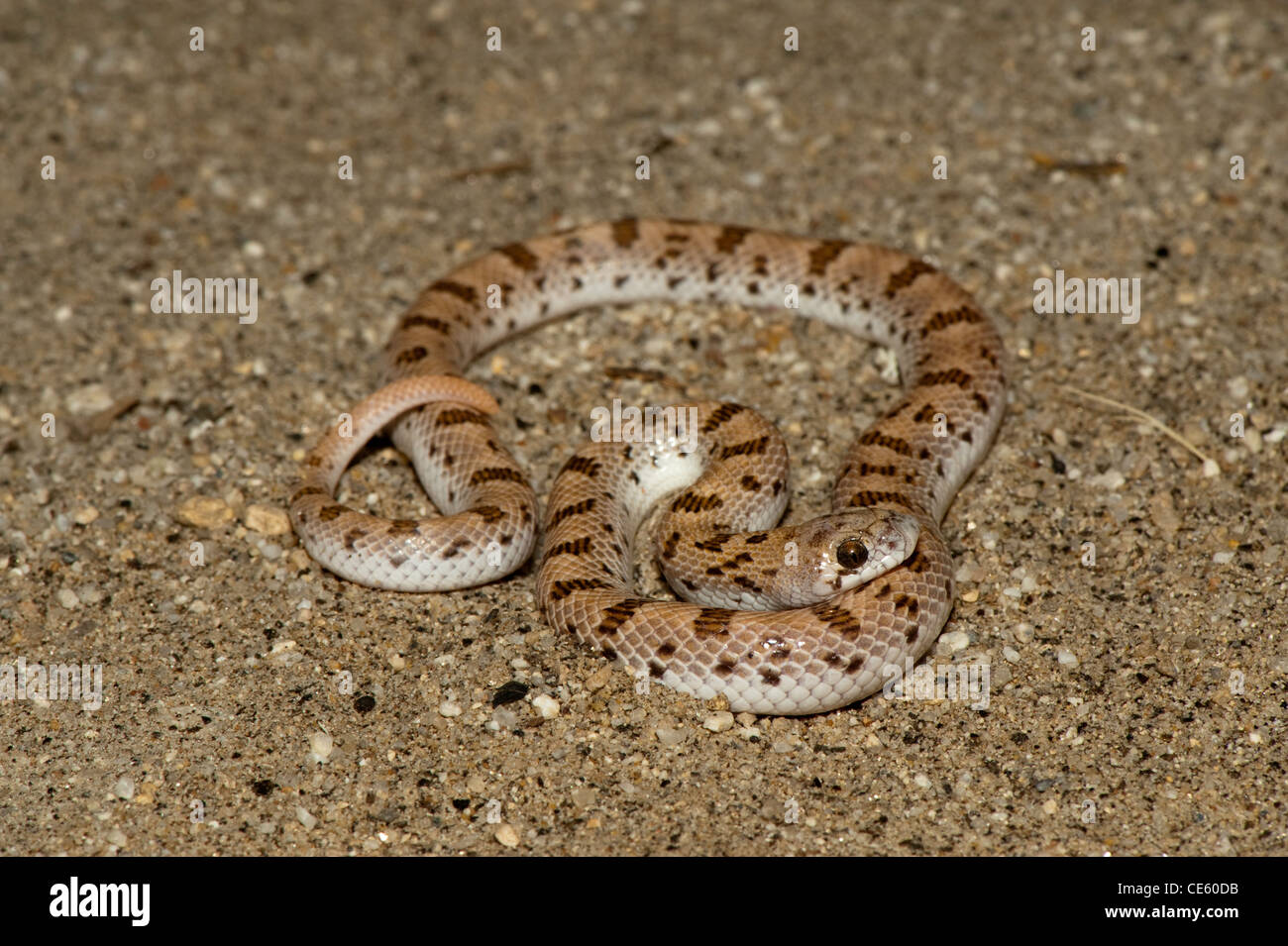 Spotted Leaf-nosed Snake Phyllorhynchus decurtatus near Florence, Pinal ...