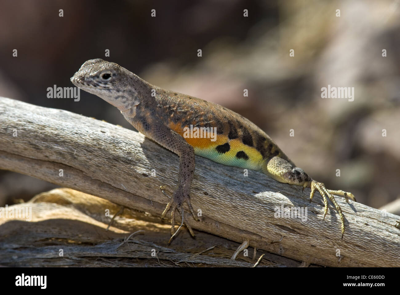 SouthWestern Earless Lizard, (Cophosaurus texanus scitulus), San ...