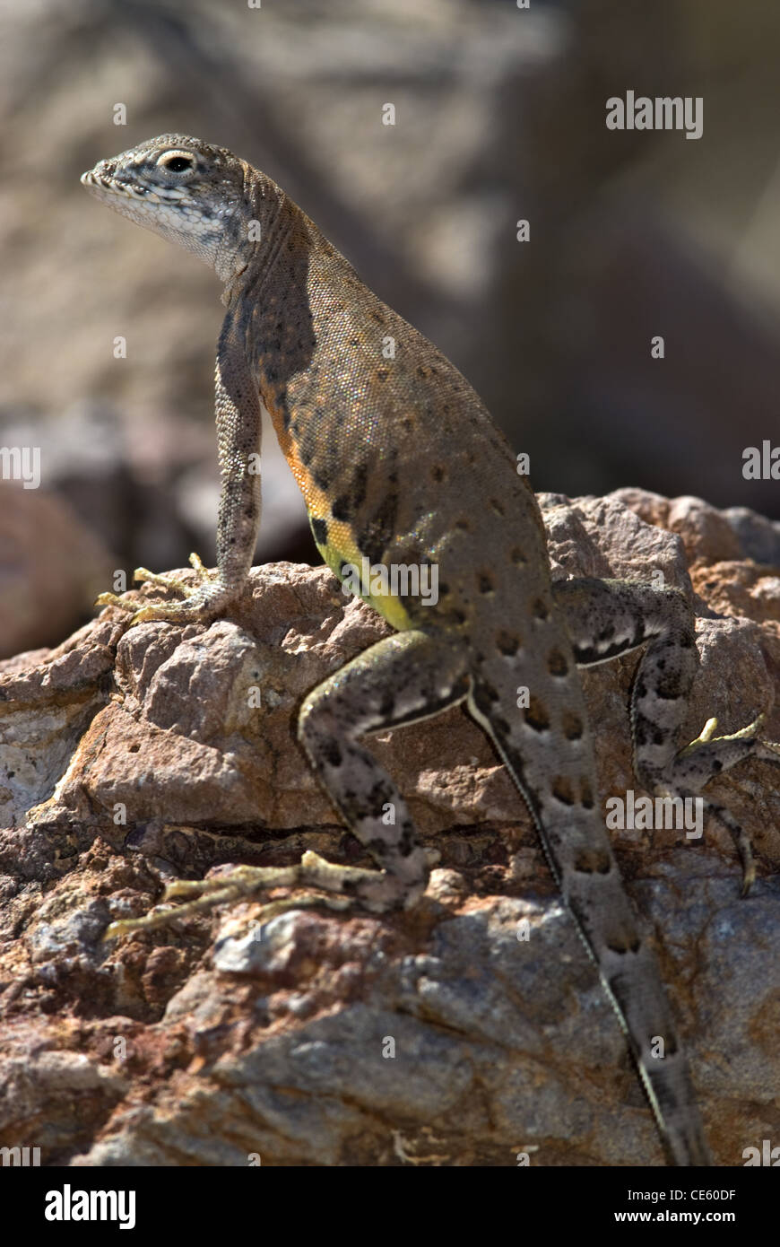 SouthWestern Earless Lizard, (Cophosaurus texanus scitulus), San ...