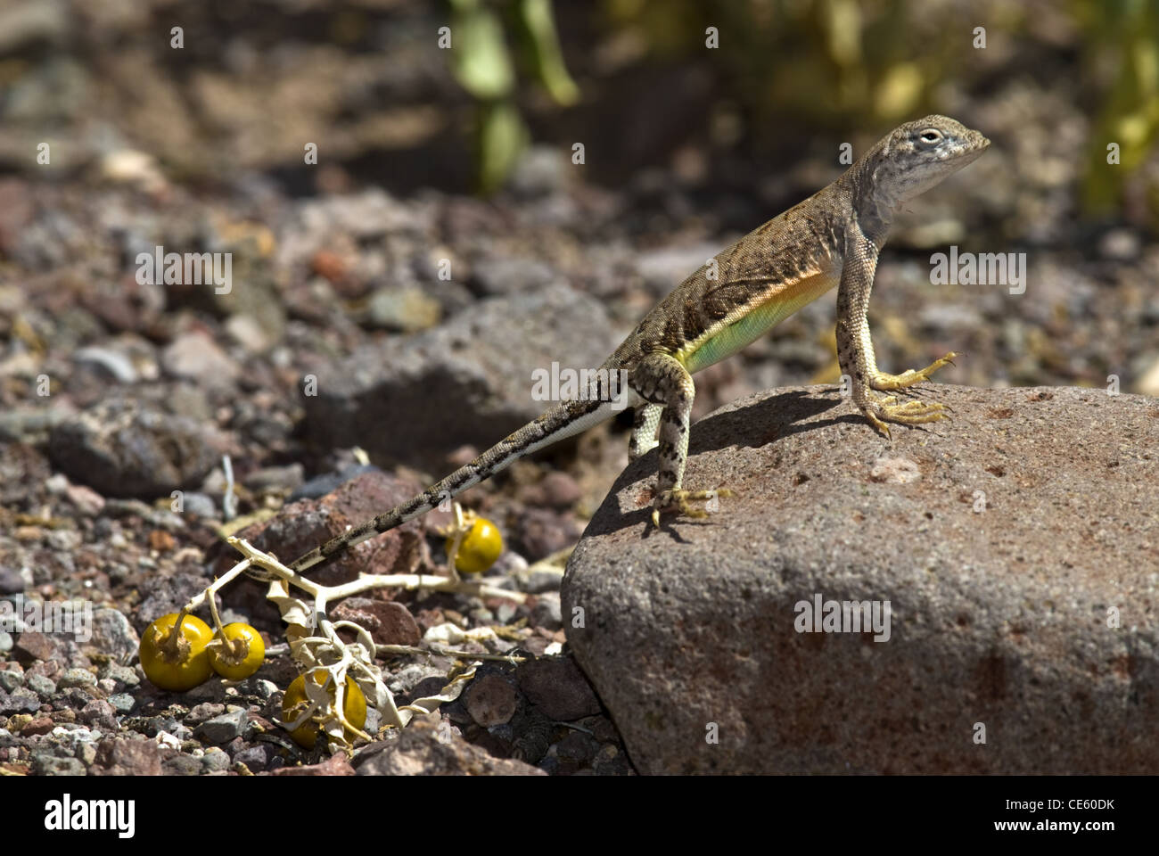Southwestern earless lizard hi-res stock photography and images - Alamy