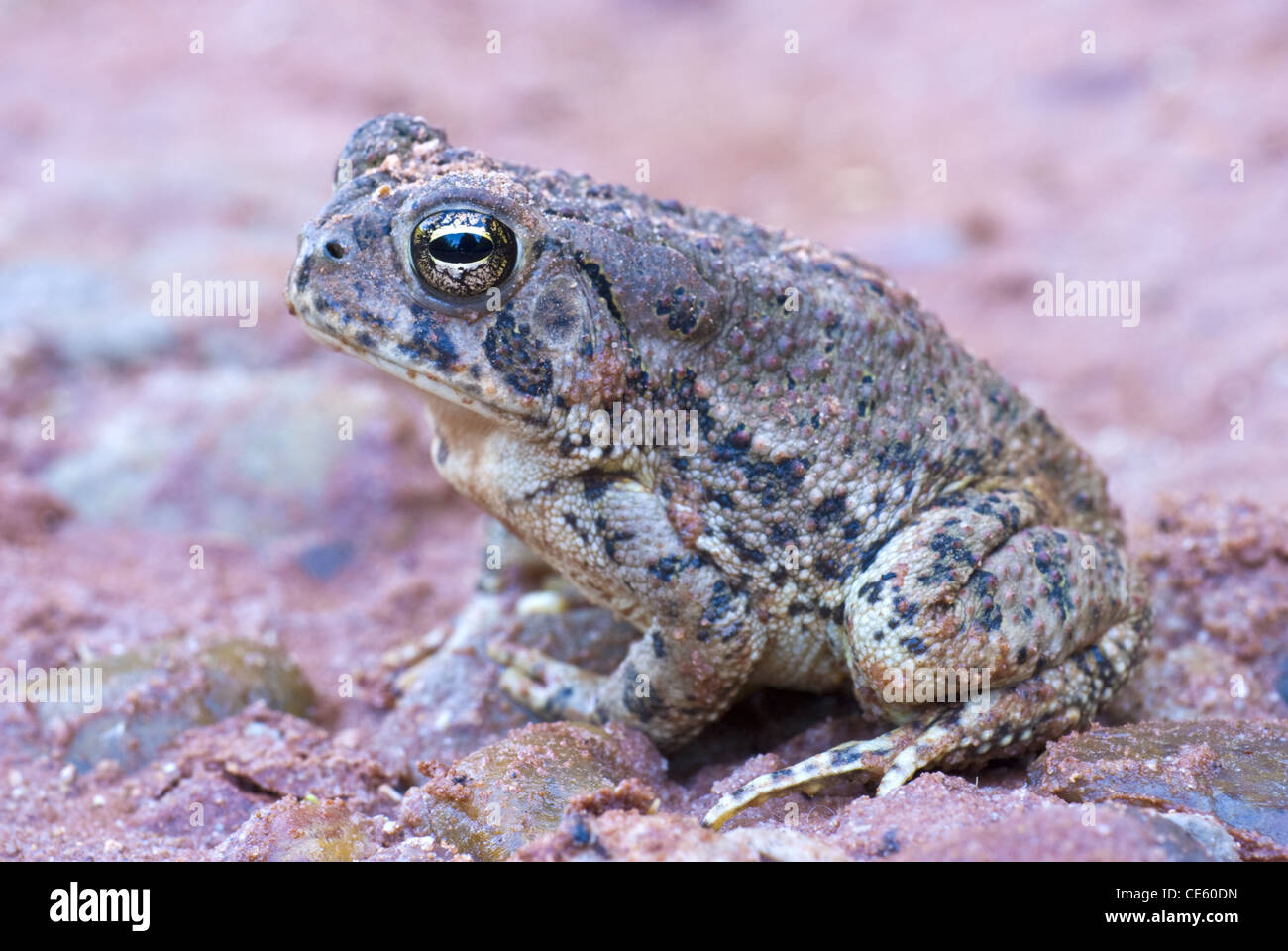 Woodhouse's Toad, (Anaxyrus woodhouseii), Little Red River, Caprock ...