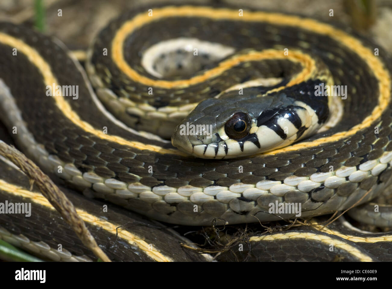 Western Black-necked Garter Snake, (Thamnophis cyrtopsis cyrtopsis ...