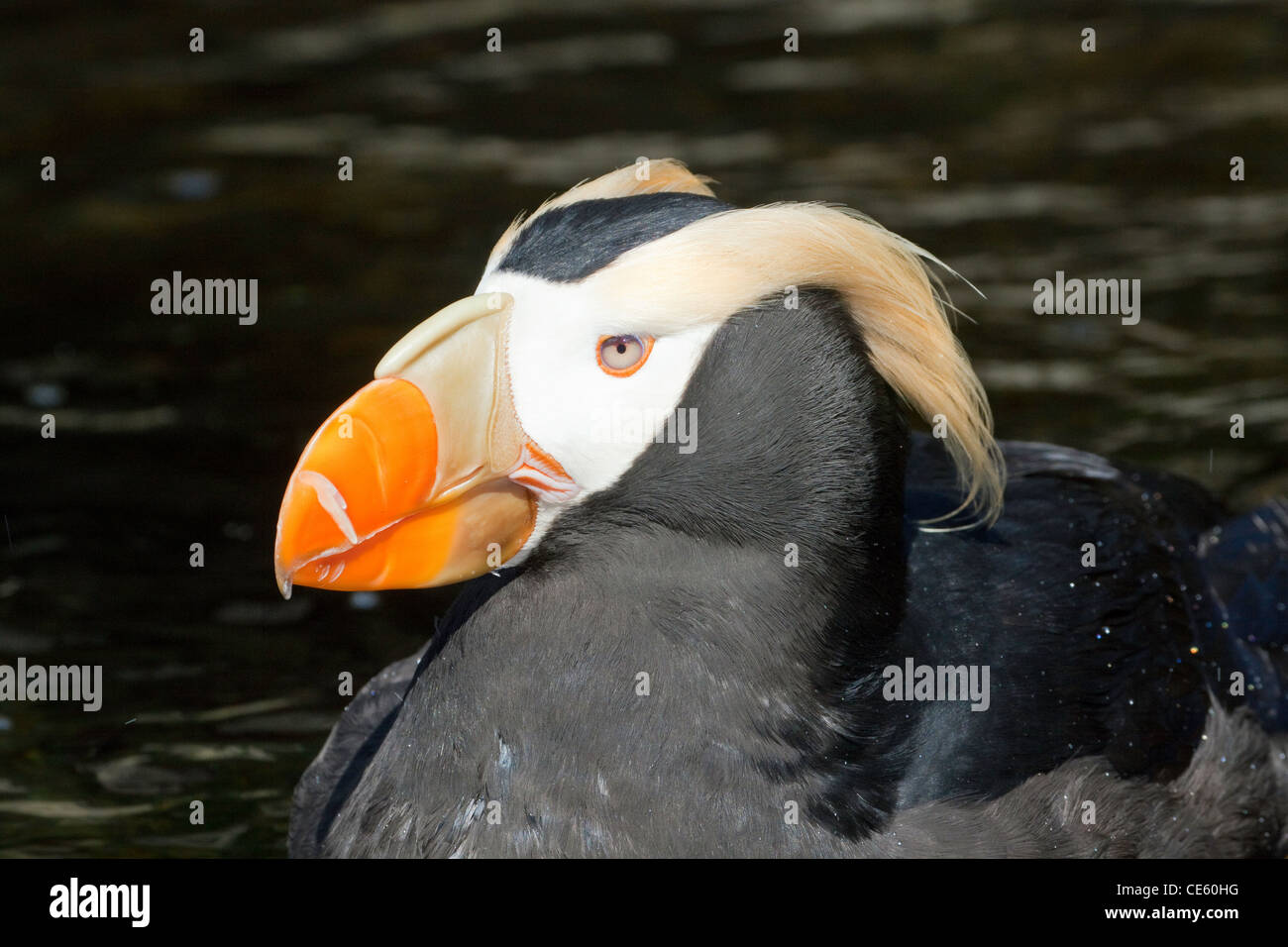 Tufted Puffin Fratercula cirrhata Oregon Coast Aquarium, Newport ...