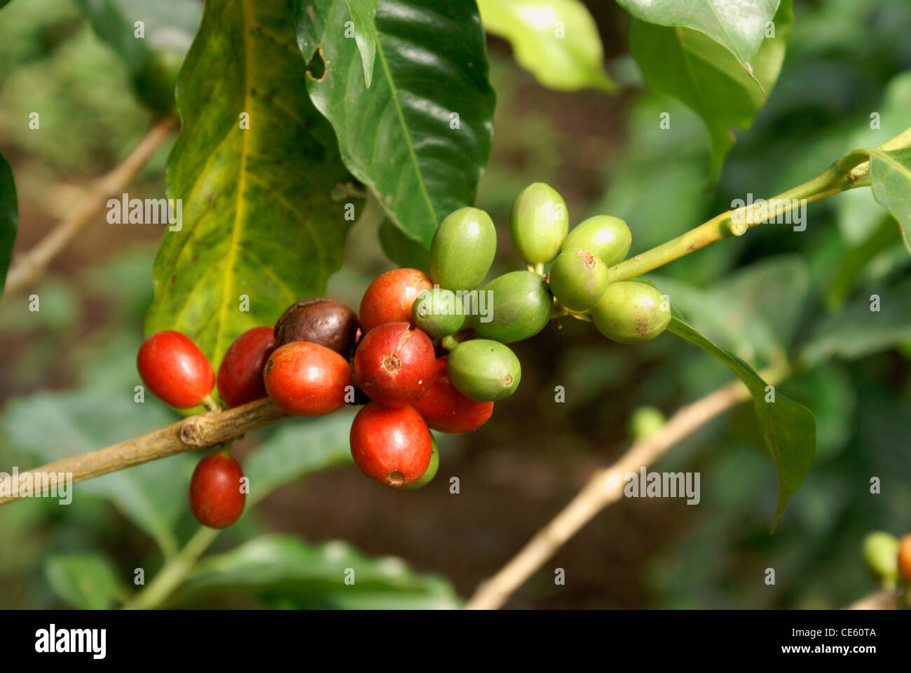 Coffee plantation selva negra hi-res stock photography and images - Alamy