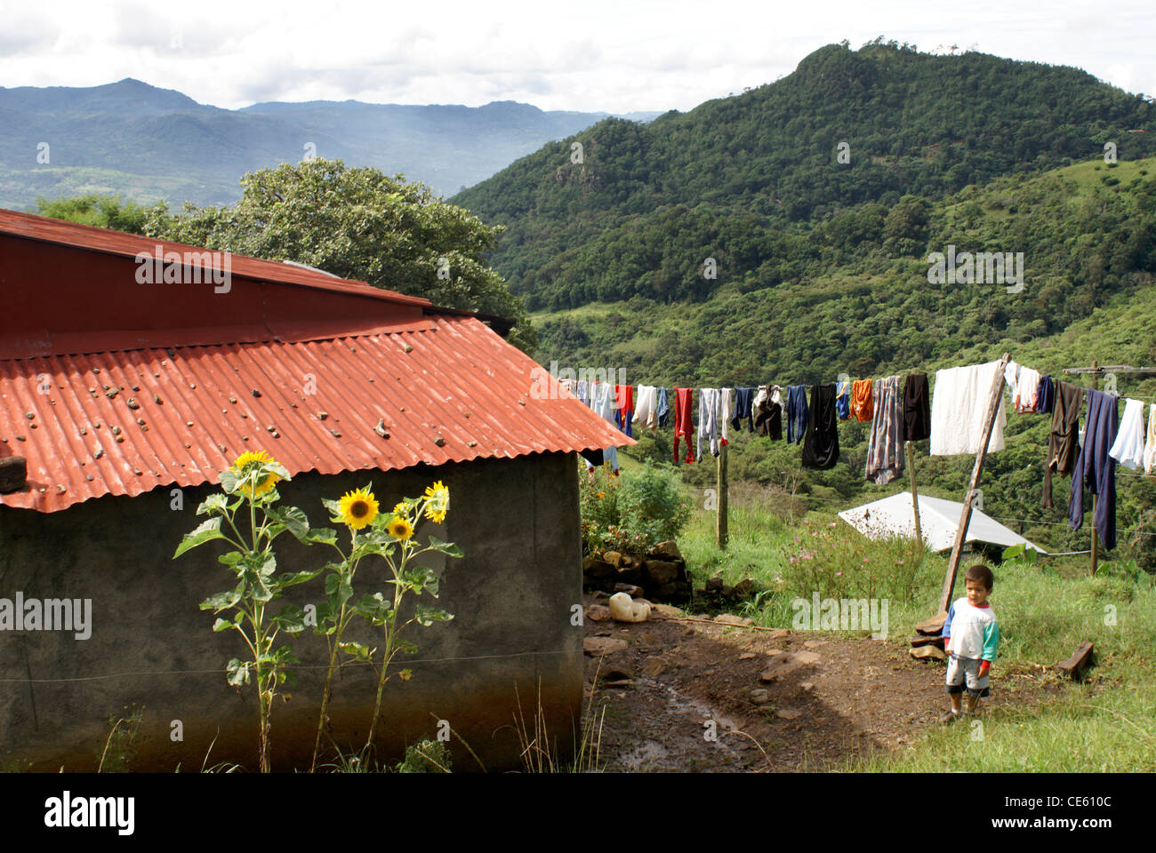 Coffee plantation selva negra hi-res stock photography and images - Alamy