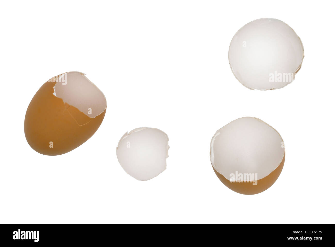 Shell of eggs Stock Photo - Alamy