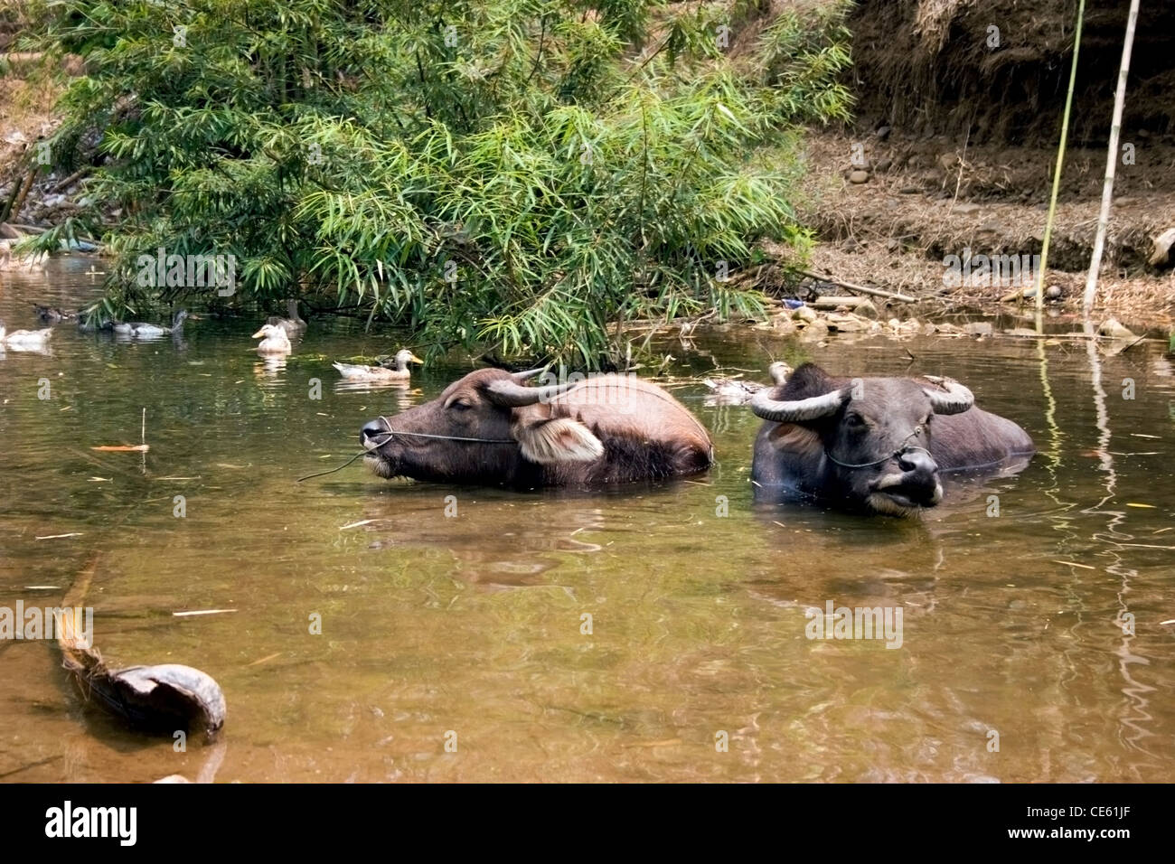A group of cows are walking in a stream near Ban Baumlao, Luang Prabang ...