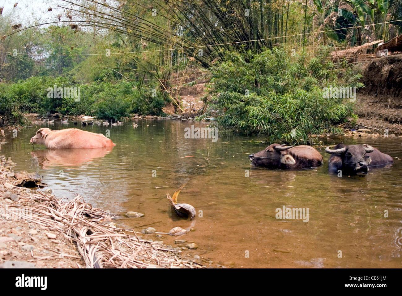 Brown cows stream hi-res stock photography and images - Alamy