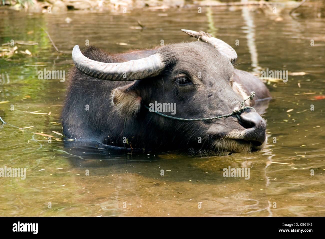 Ox and cow hi-res stock photography and images - Alamy
