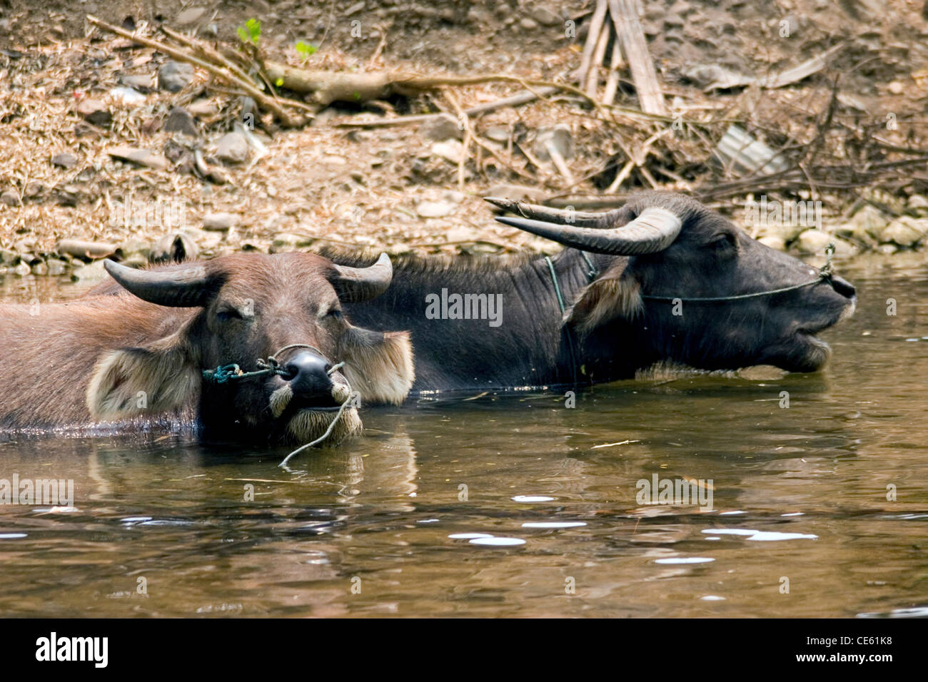 Cows drinking water hi-res stock photography and images - Alamy