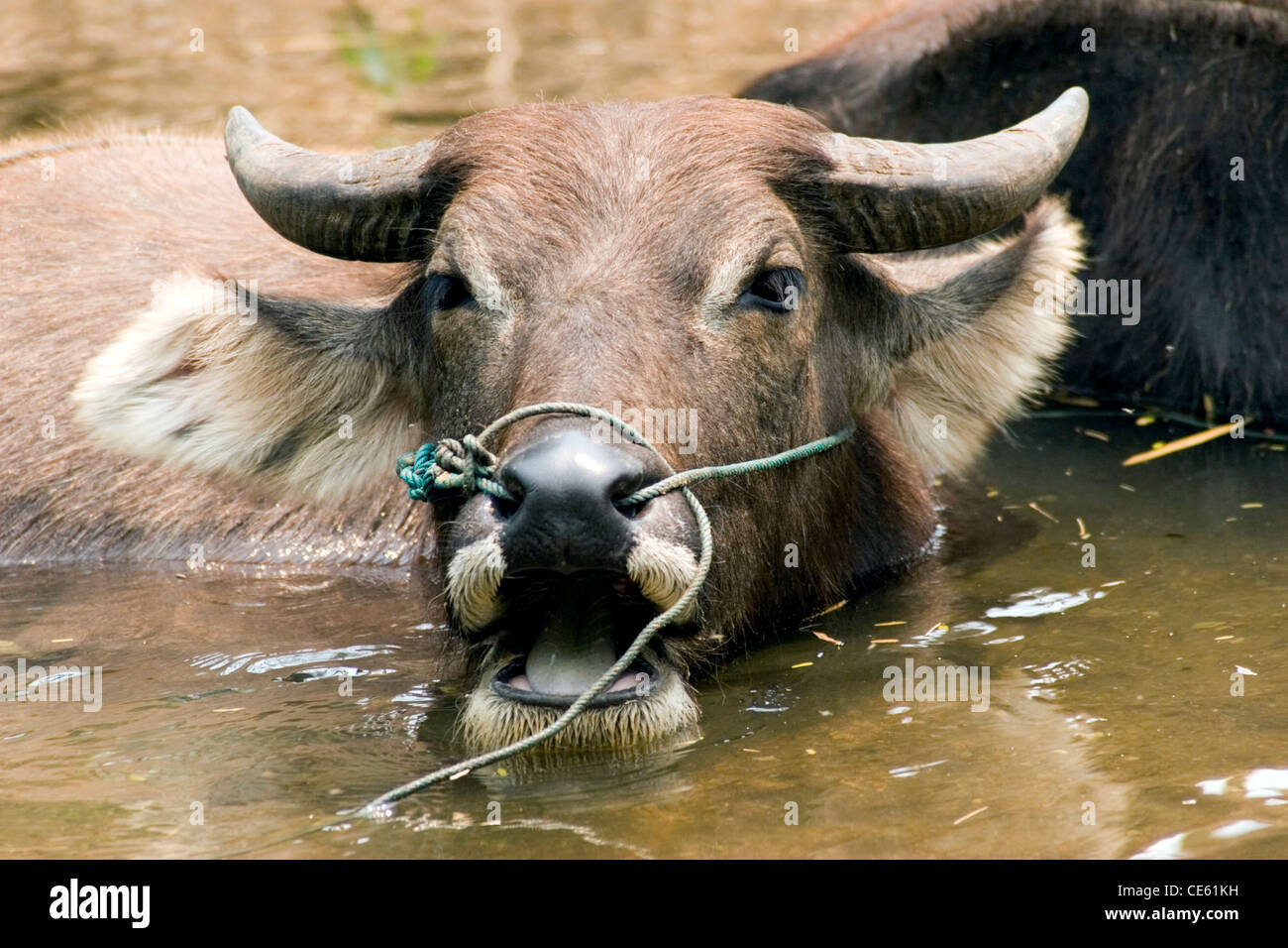 An ox (cow) pauses to drink water from a stream near Ban Baumlao, Luang ...