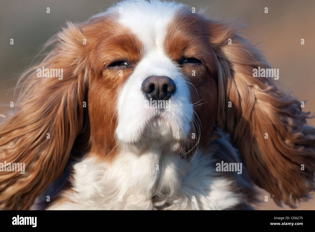 "King Charles Cavalier" Blenheim spaniel close up Stock Photo - Alamy