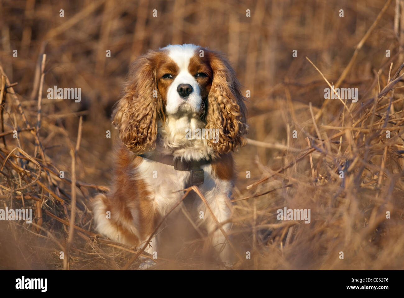 "King Charles Cavalier" Blenheim spaniel sitting amongst dried ferns ...