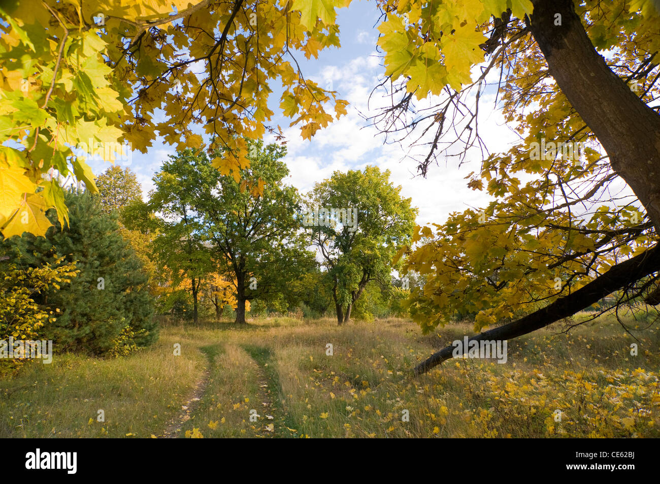 Colorful autumn landscape on a sunny day Stock Photo - Alamy