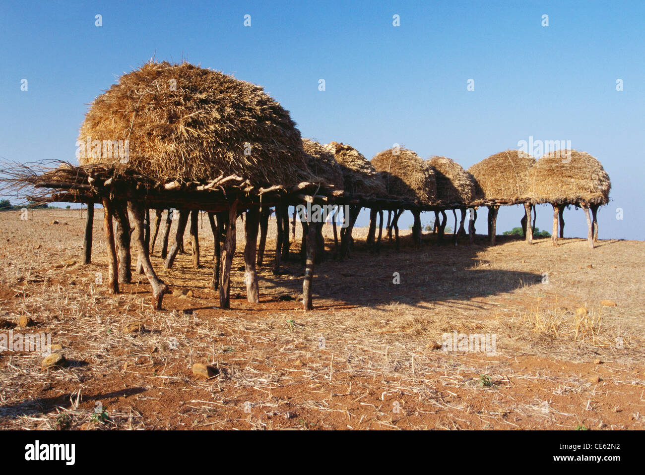 Grass storage on stilts Rajmachi Maharashtra India Stock Photo - Alamy