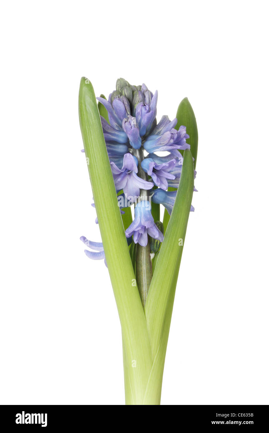 Blue hyacinth hi-res stock photography and images - Alamy