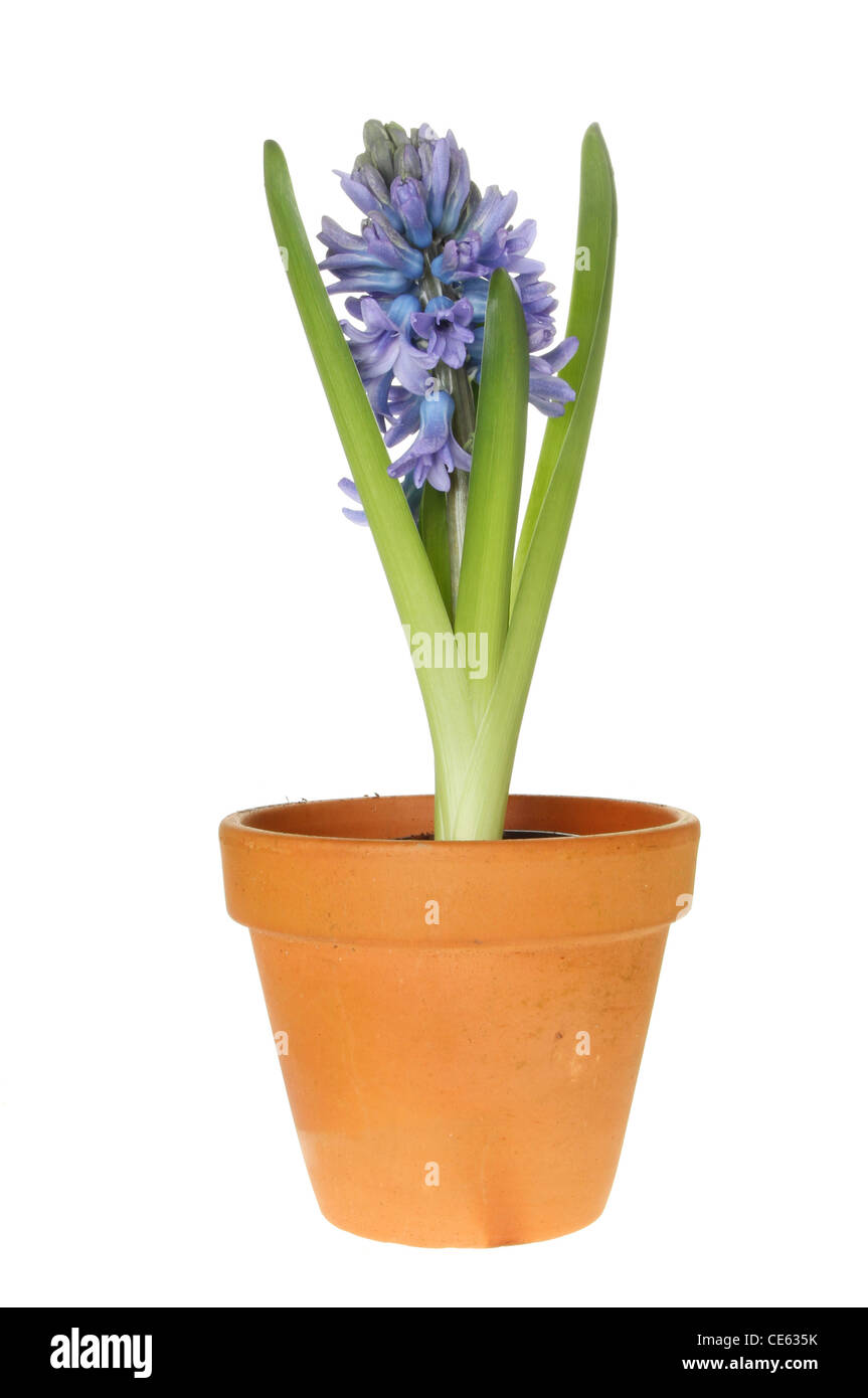 Hyacinth In Pot