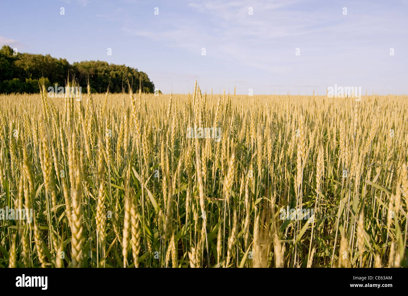The beautiful wheat field with clean perspective Stock Photo - Alamy