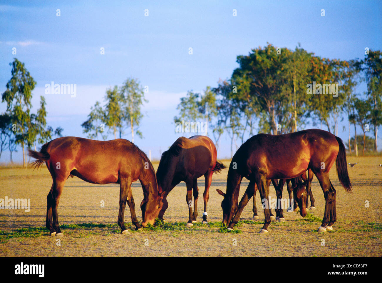 Poonawalla horse hi-res stock photography and images - Alamy