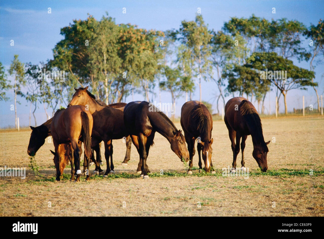 Poonawalla horse hi-res stock photography and images - Alamy
