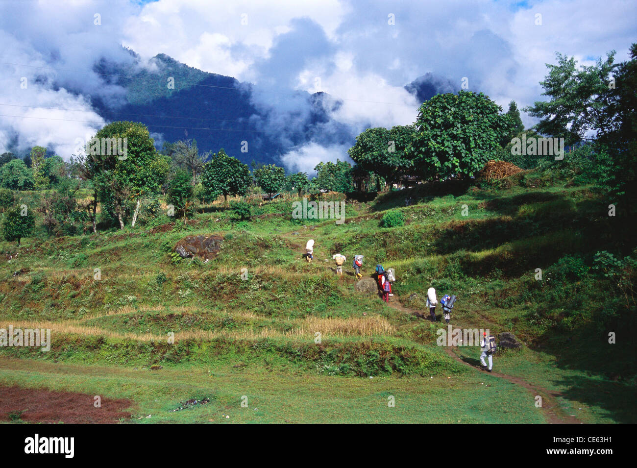 Trekkers walking uphill through terraced fields ; Yoksum ; Yuksom ...