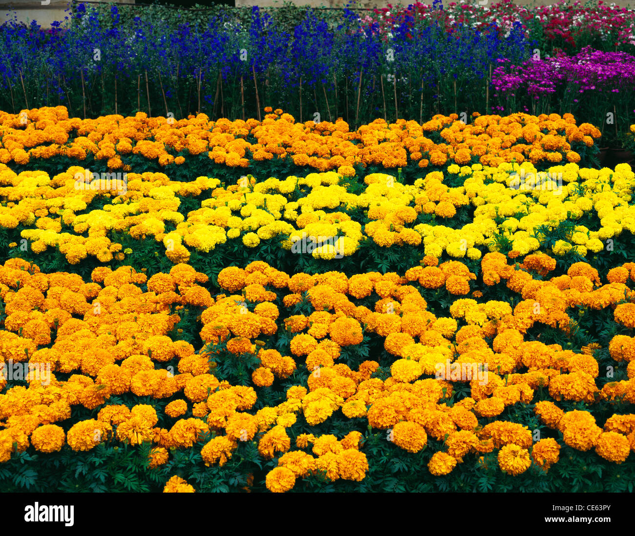 Marigold yellow orange flowers in garden ; India ; asia Stock Photo - Alamy