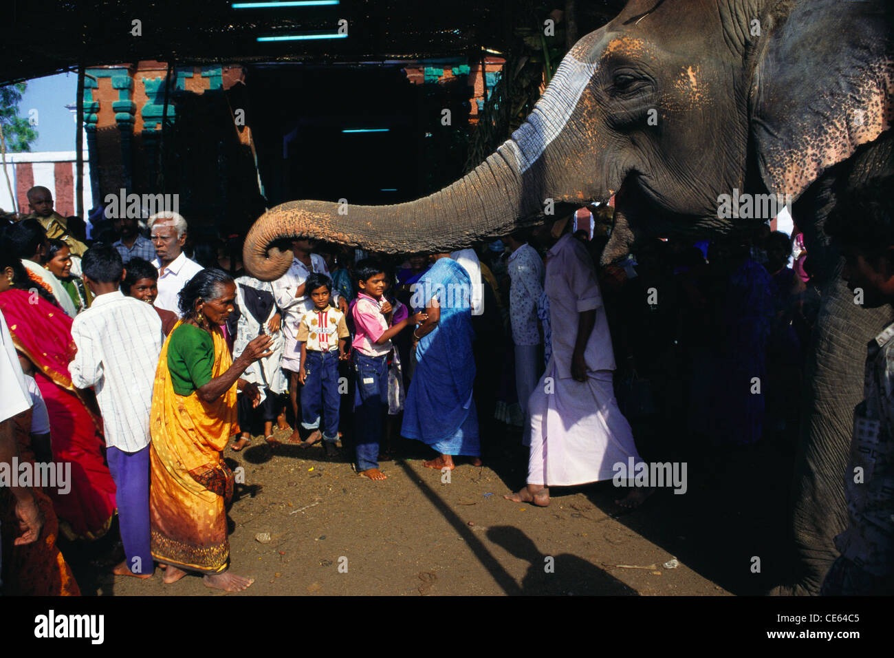 Elephant blessing people in temple ; Tamil Nadu ; India ; Asia Stock ...