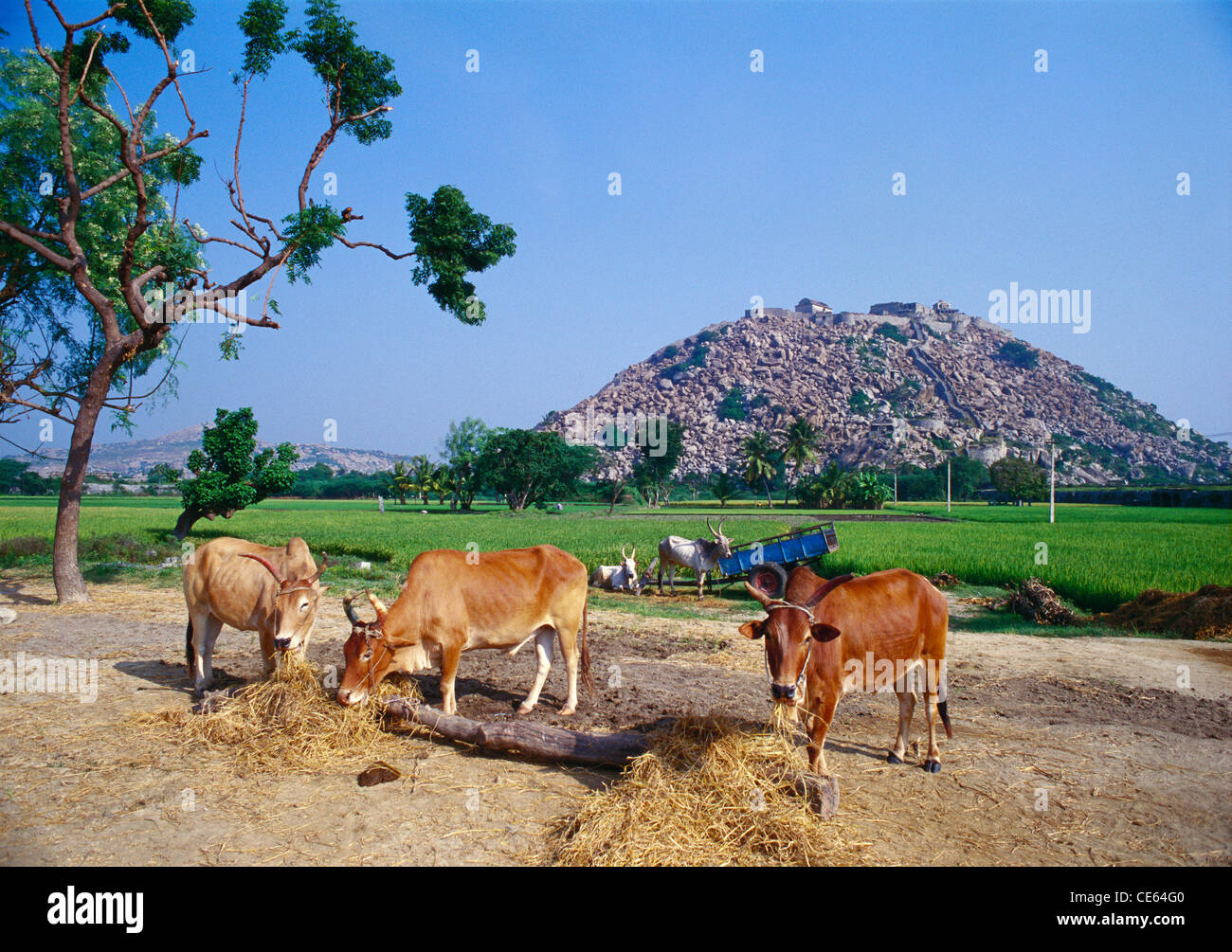 Cows grazing eating grass ; Tamil Nadu ; India ; Asia Stock Photo - Alamy