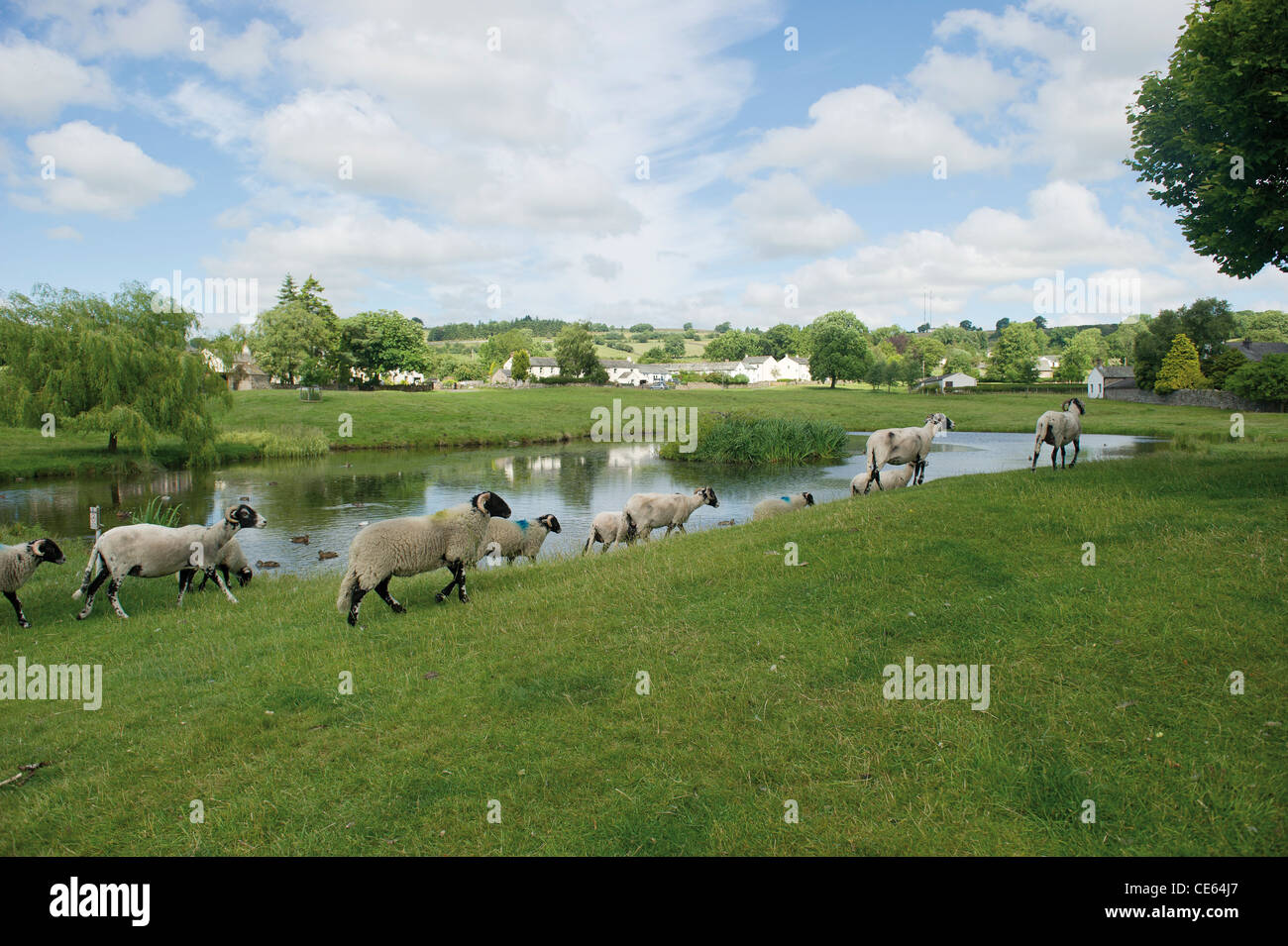 The duck pond and sheep in Caldbeck Cumbrian Village Lake District UK ...