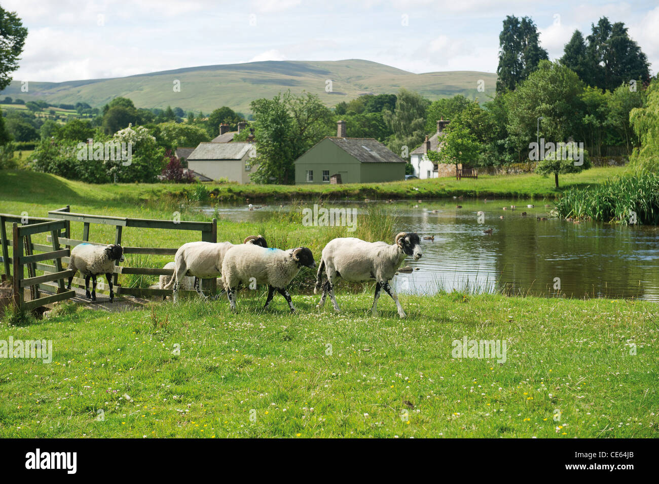 The duck pond and sheep in Caldbeck Cumbrian Village Lake District UK ...