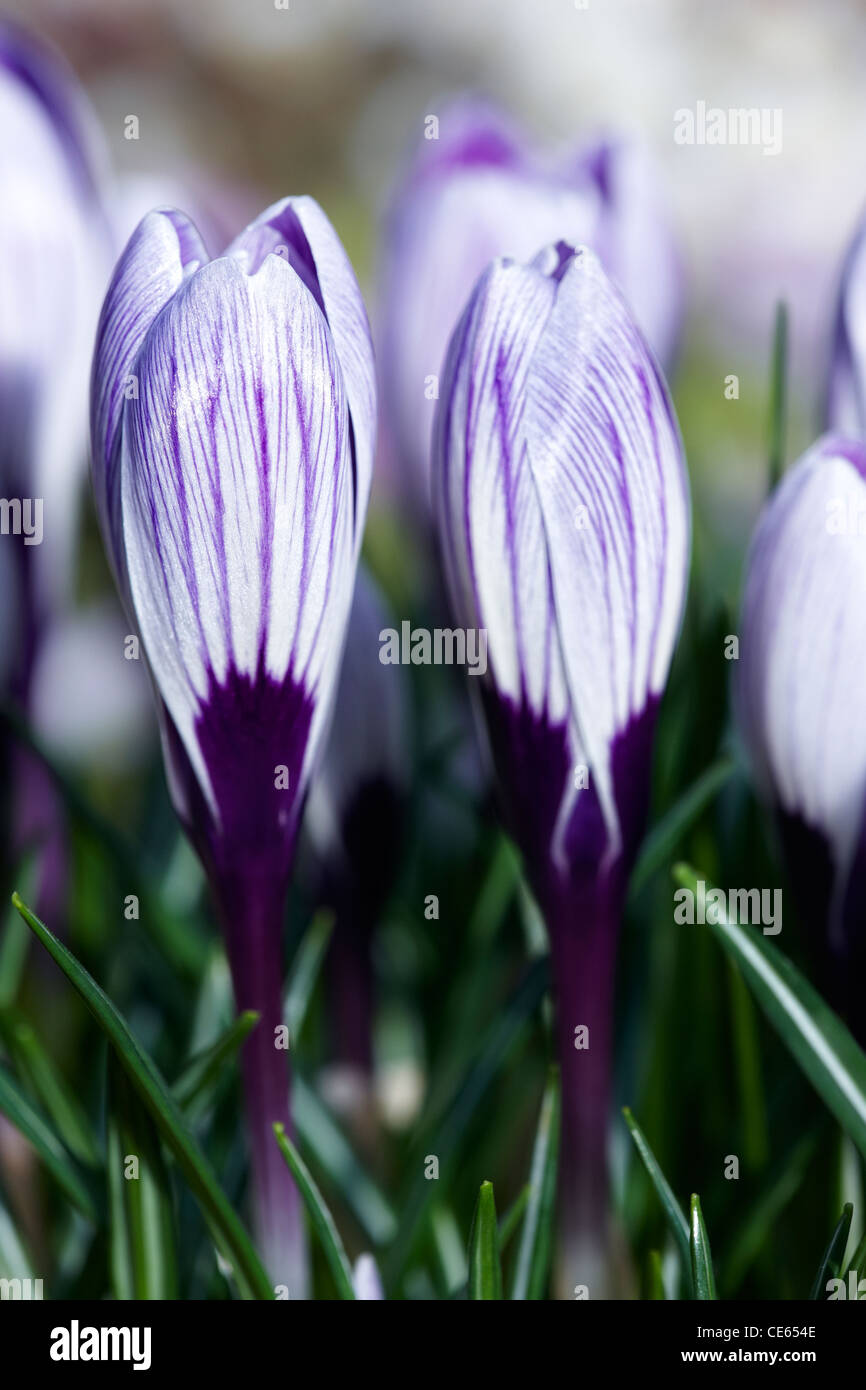 Striped hi-res stock photography and images - Alamy