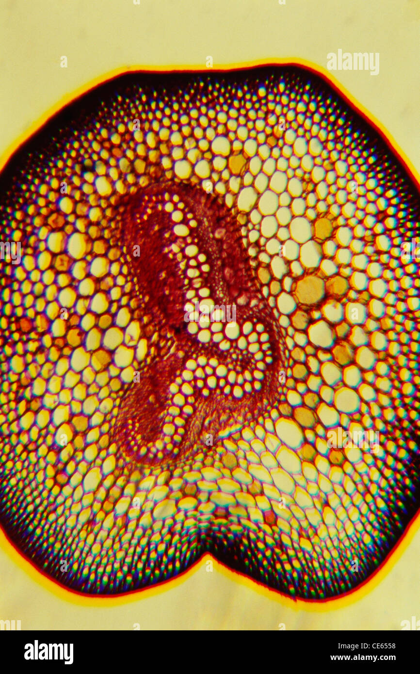 Adiantum species magnification 65x Stock Photo - Alamy