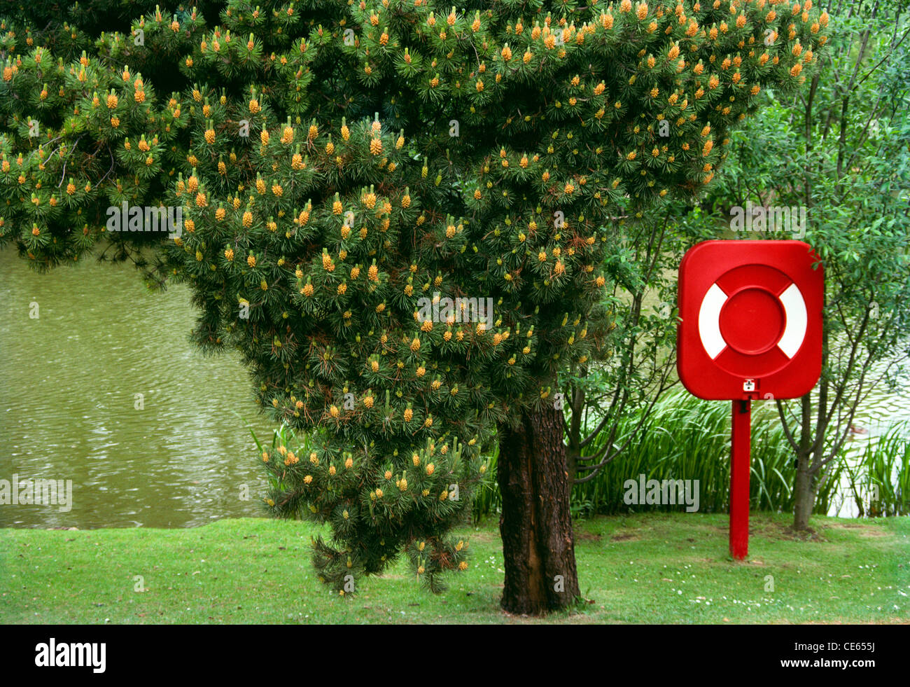 Safety ; Throw Ring ; Lifebuoy, water wheely, ring buoy, lifering ...