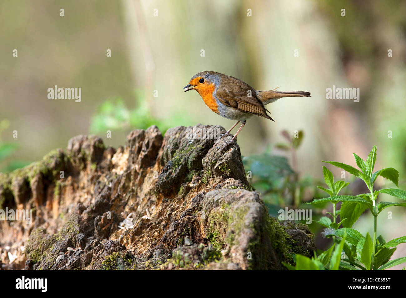 Robin in uk garden hi-res stock photography and images - Alamy