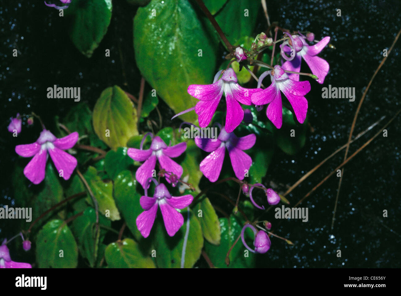 Rock Balsam Rare Plant Impatiens acaulis Stock Photo - Alamy