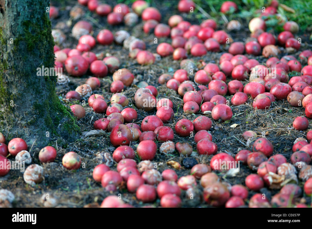 Windfalls underneath an apple tree Stock Photo - Alamy
