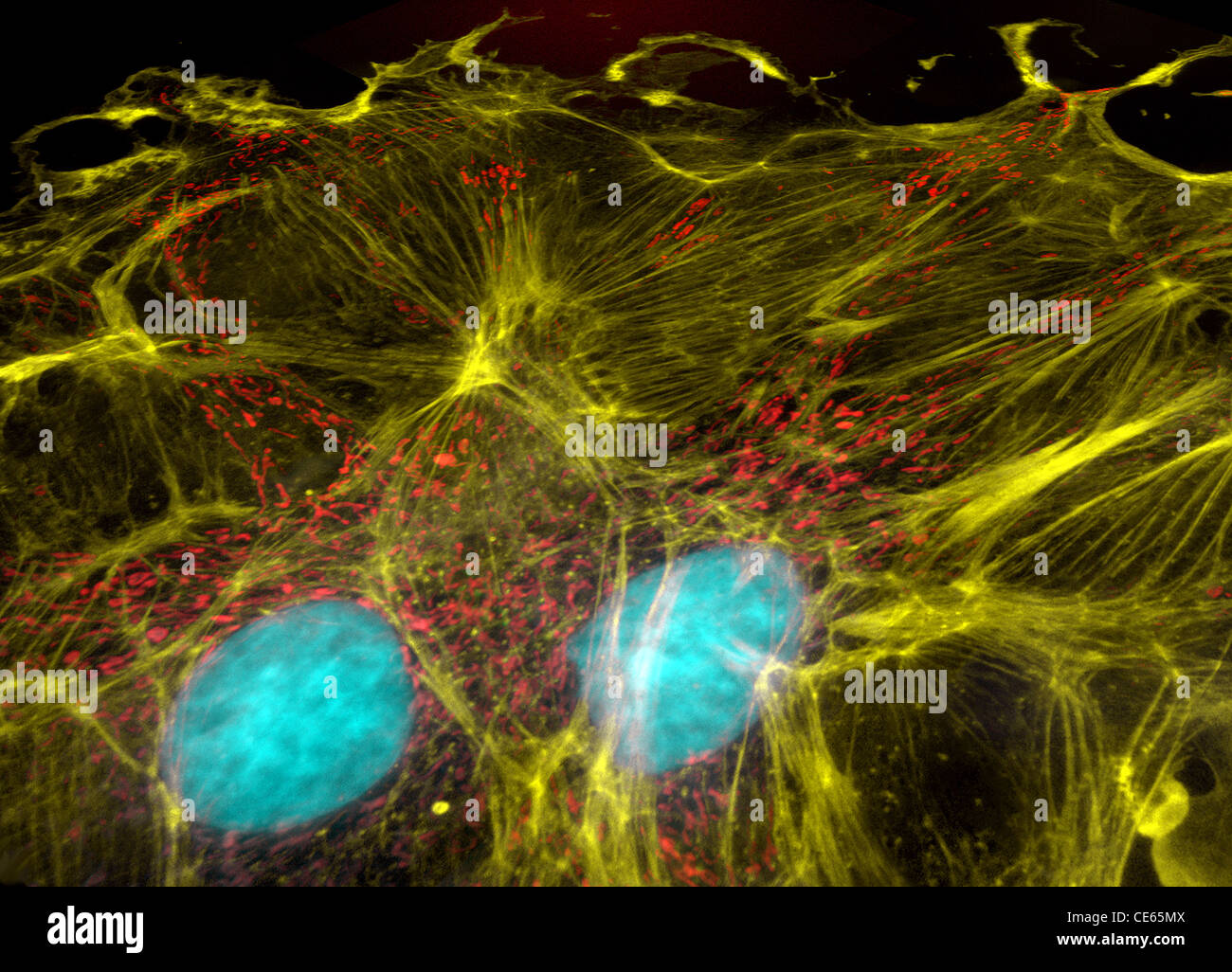 Fibroblast cells, fluorescence microscopy, nuclei, mitochondria, and ... Fibroblast cells, fluorescence microscopy, nuclei, mitochondria, and ...