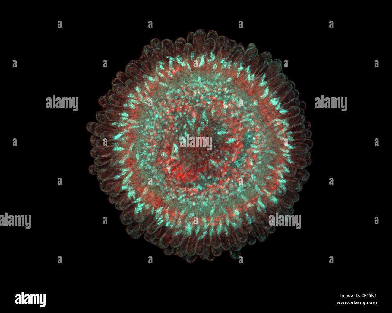 Stigma of Arabidopsis thaliana flower Stock Photo - Alamy