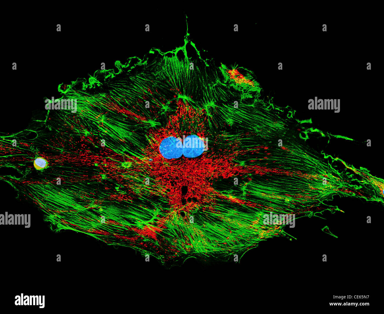 Fibroblast cells, fluorescence microscopy, nuclei, mitochondria, and ... Fibroblast cells, fluorescence microscopy, nuclei, mitochondria, and ...